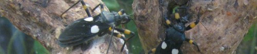 Two-spot Assassin Bug | Raymie's Zoo