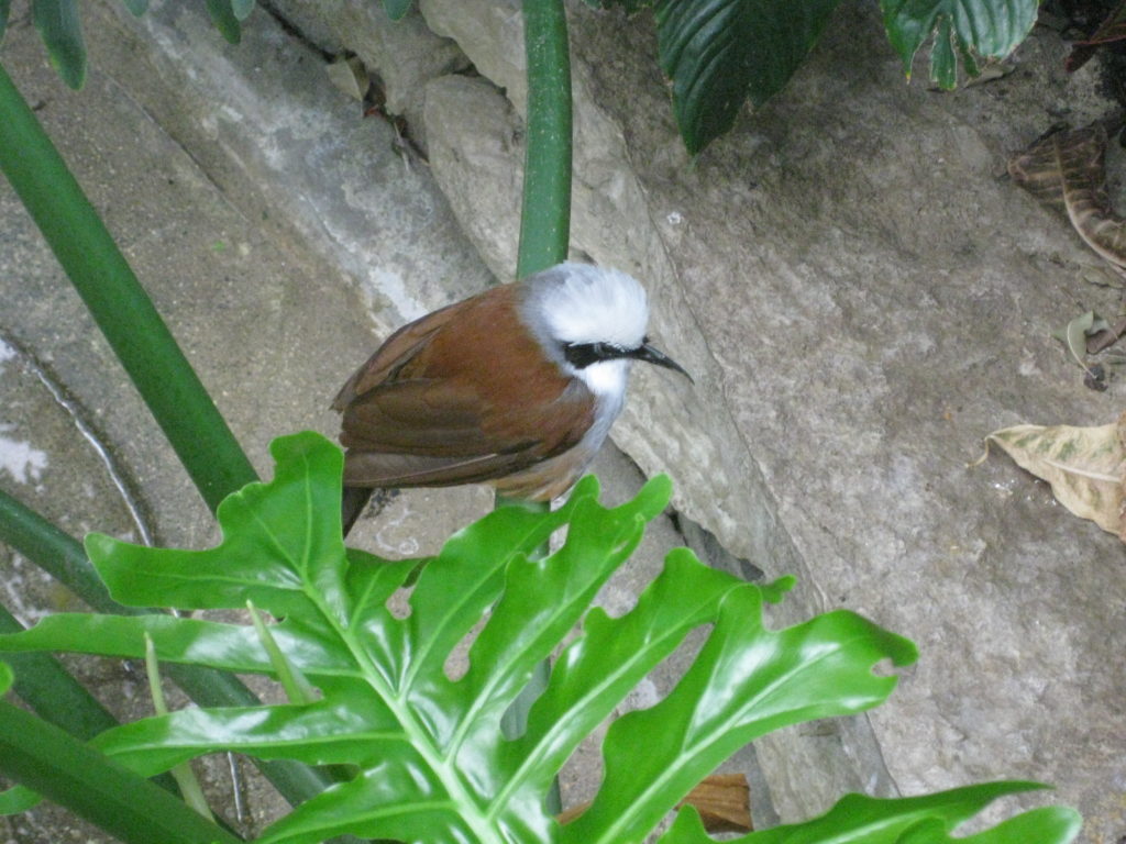 White-Crested Laughing Thrush | Raymie's Zoo